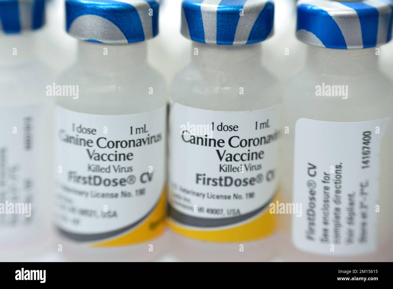 Leptospira bacteria hi-res stock photography and images - Alamy