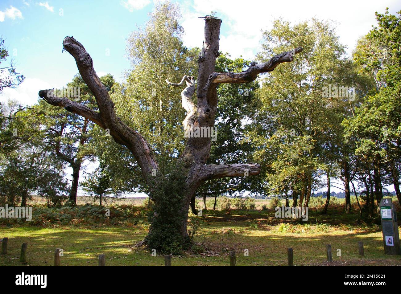 Views of a copse in the New Forest, Hampshire Stock Photo - Alamy