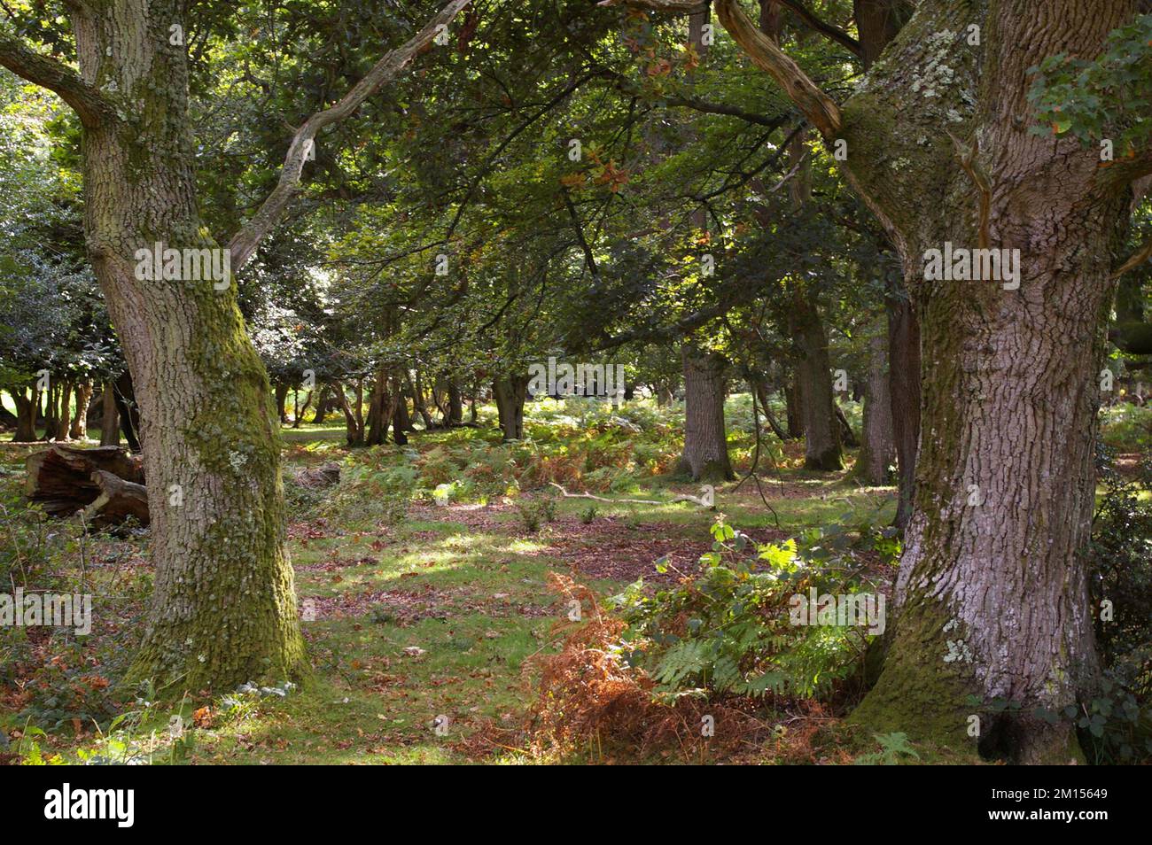 Views of a copse in the New Forest, Hampshire Stock Photo - Alamy