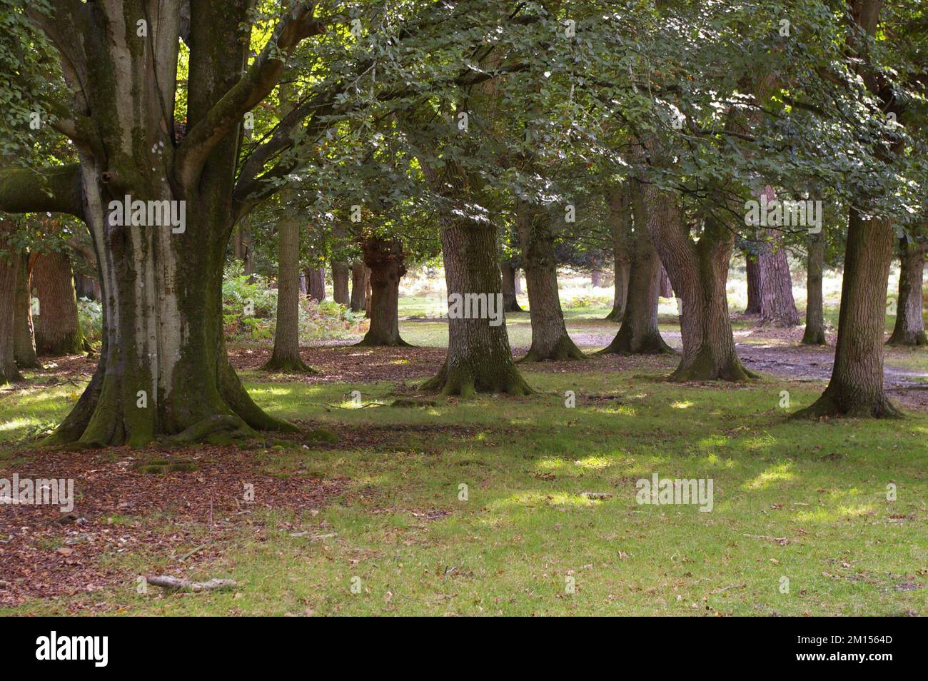 Views of a copse in the New Forest, Hampshire Stock Photo - Alamy