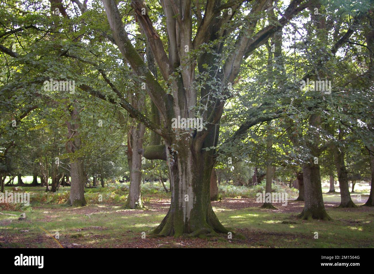 Views of a copse in the New Forest, Hampshire Stock Photo - Alamy