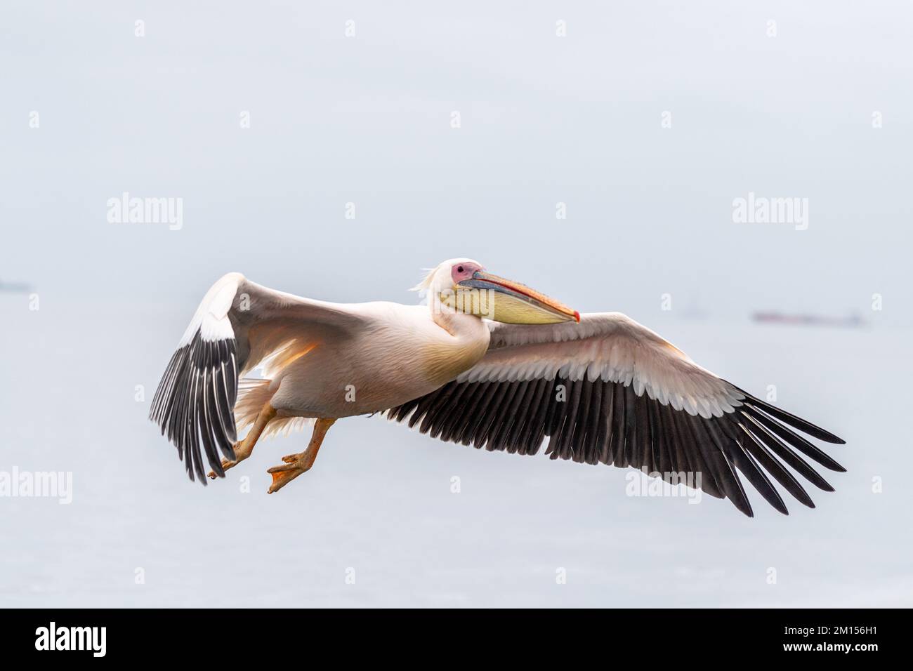 Beautiful shot pelican flying hi-res stock photography and images - Alamy
