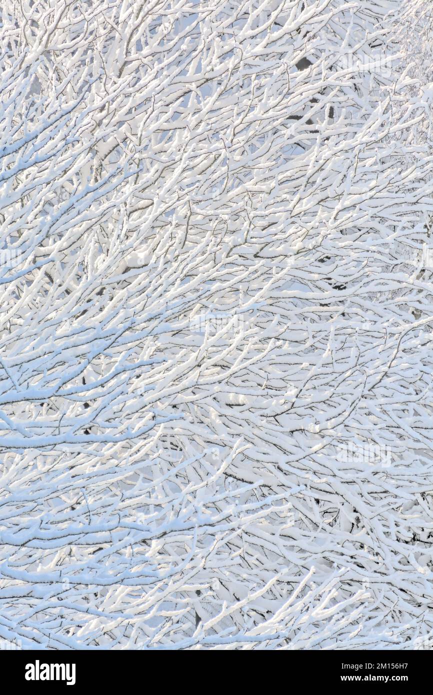 Texture background of tree branches in snow Stock Photo - Alamy
