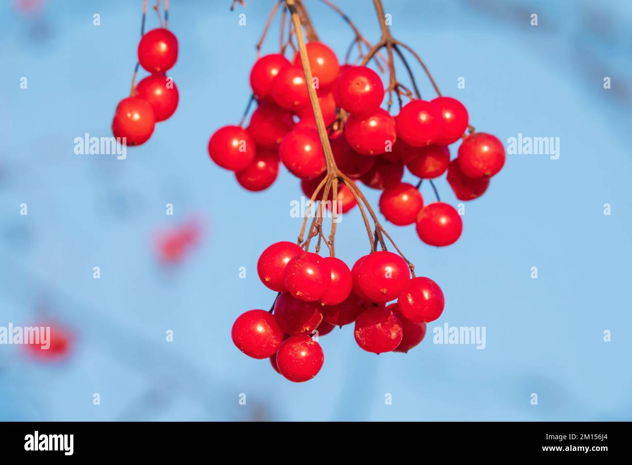 Red viburnum berries. Symbol of Ukraine Stock Photo - Alamy