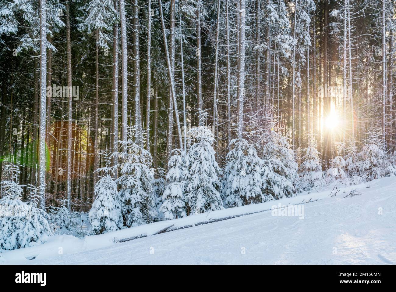 Sun shining through the spruce trees in a beautiful winter forest Stock ...