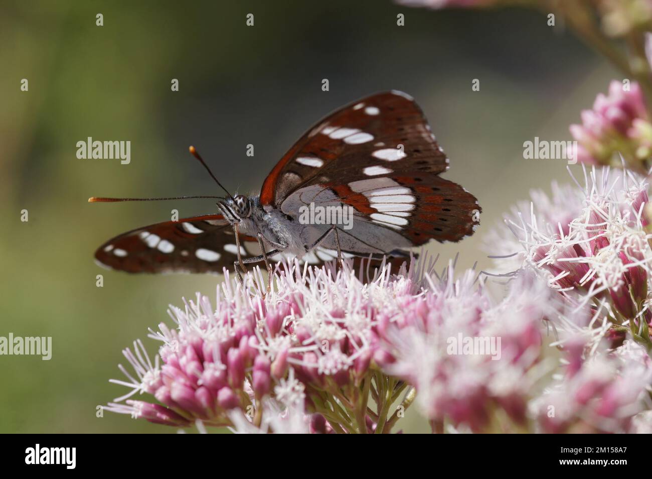 A southern white admiral (Limenitis reducta) perched on a flower Stock ...