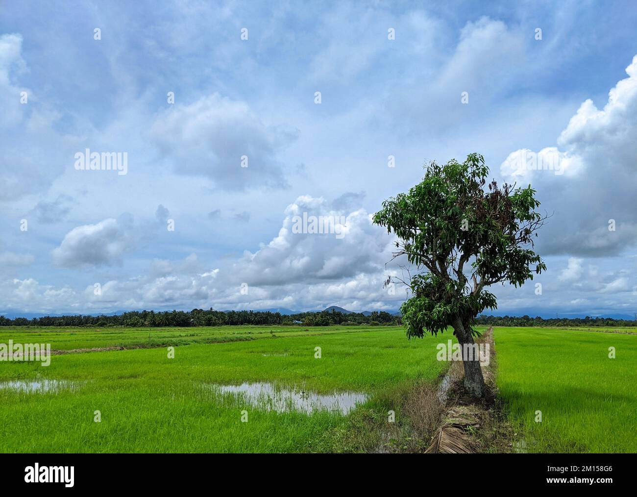 A beautiful bright green ricefield under a bright cloudy sky Stock ...