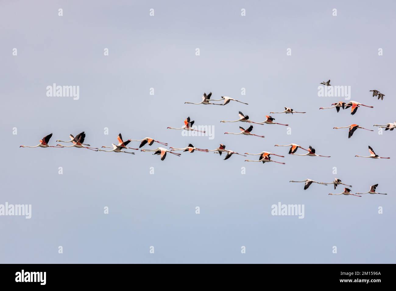 A flock of storks flying over sunlit clear sky background Stock Photo ...