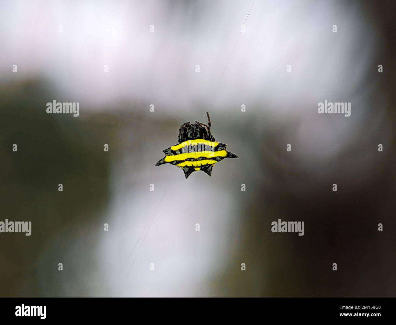 A closeup shot of a bright gasteracantha doriae spider weaving its ...