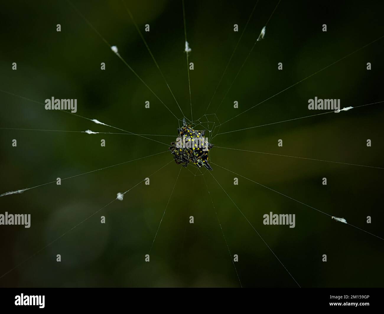 Gasteracantha doriae hi-res stock photography and images - Alamy