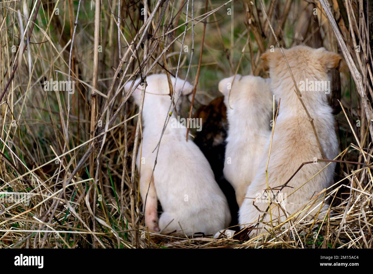 small cute stray dogs pet in nature. Homeless and hungry dogs stray ...