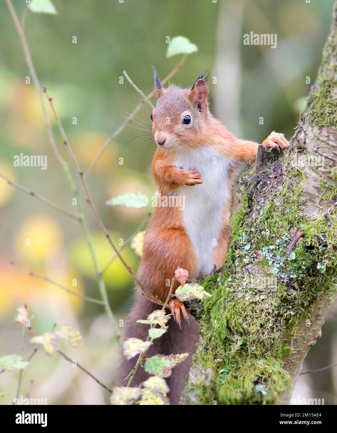 Red squirrel scotland landscape hi-res stock photography and images - Alamy