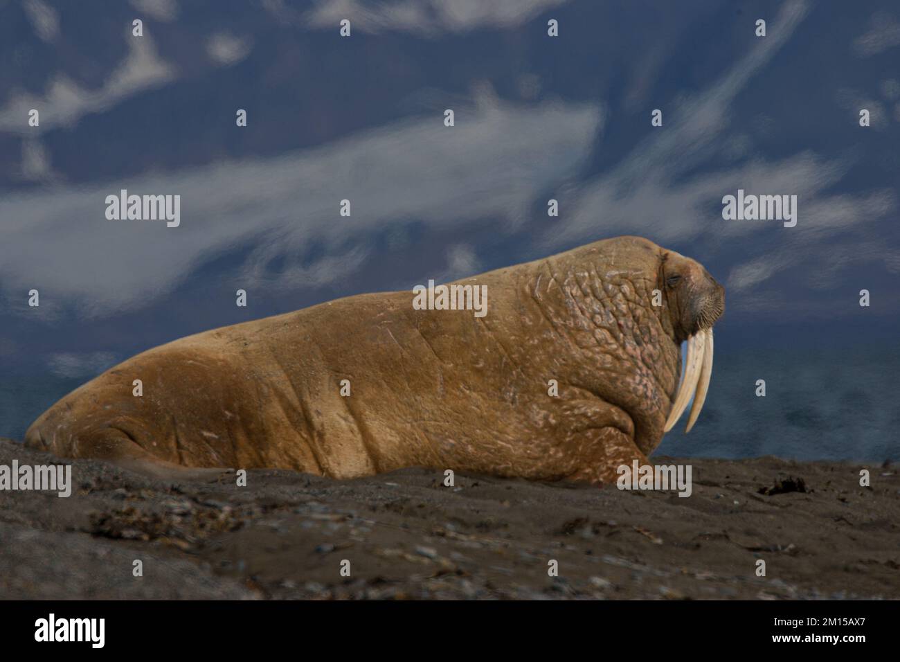 The profile view of an Atlantic Walrus with long white teeth resting on ...