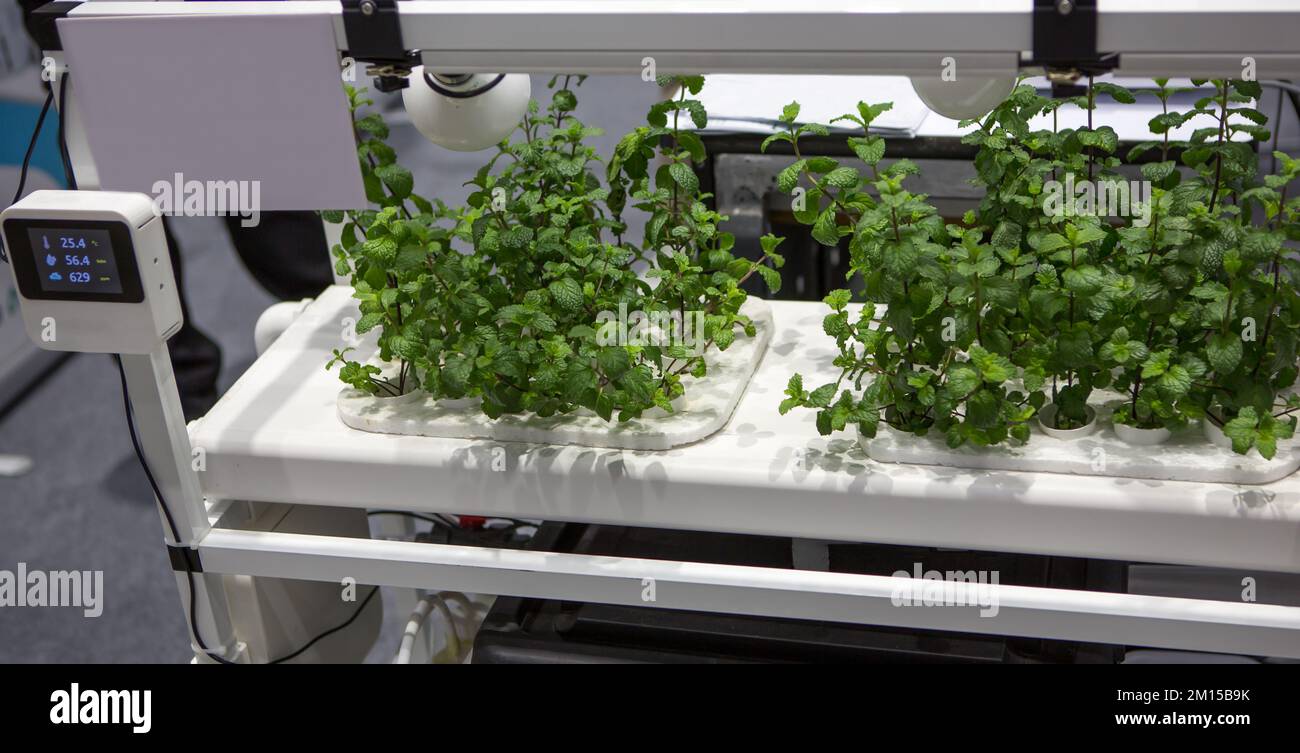 Hydroponics system. Organic peppermint growing in greenhouse farm Stock ...