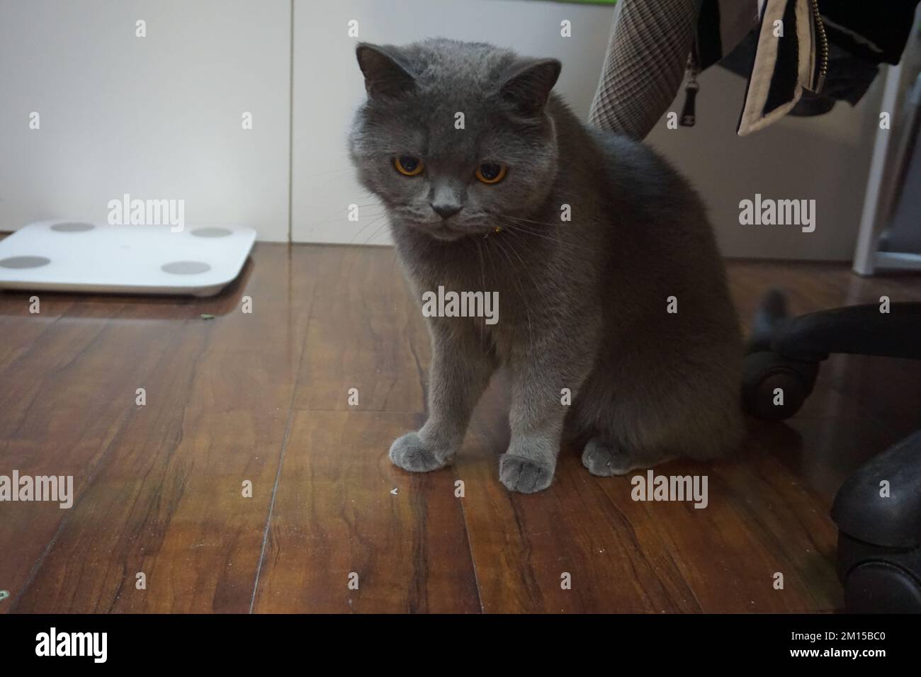 Adorable Cat , funny and playful Stock Photo - Alamy