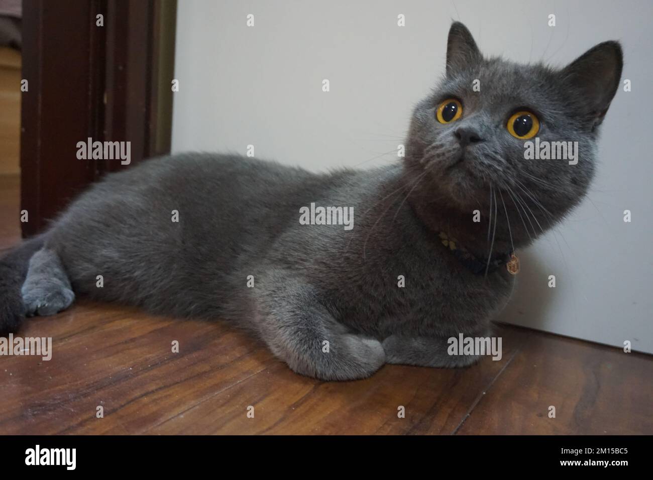 Adorable Cat , funny and playful Stock Photo - Alamy