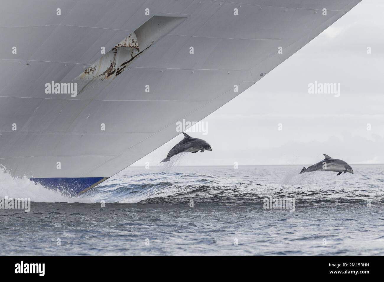 The view of two Bottlenose dolphins jumping by the ship Stock Photo - Alamy