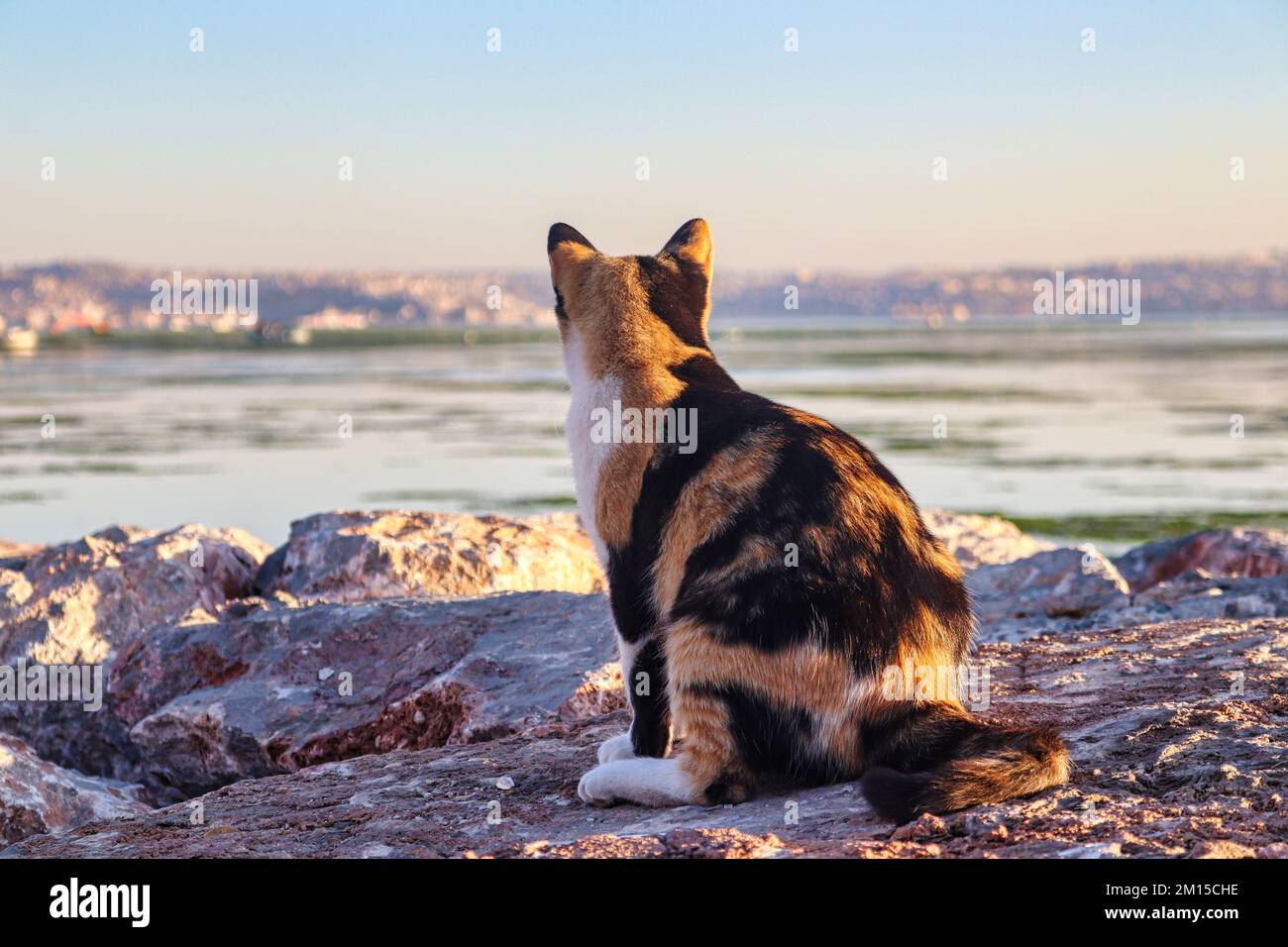 Black cat sea hi-res stock photography and images - Alamy