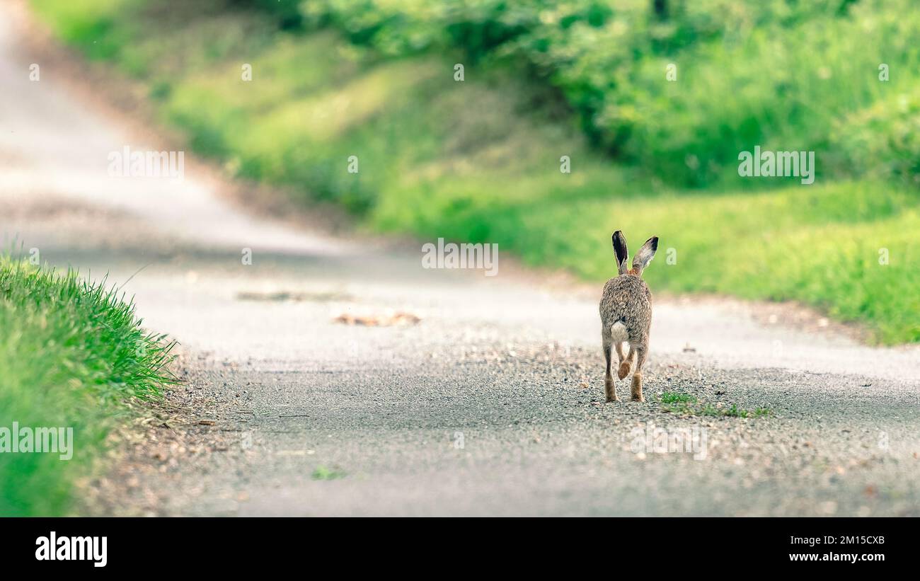 A cute hare running on a countryside path passing through the green ...