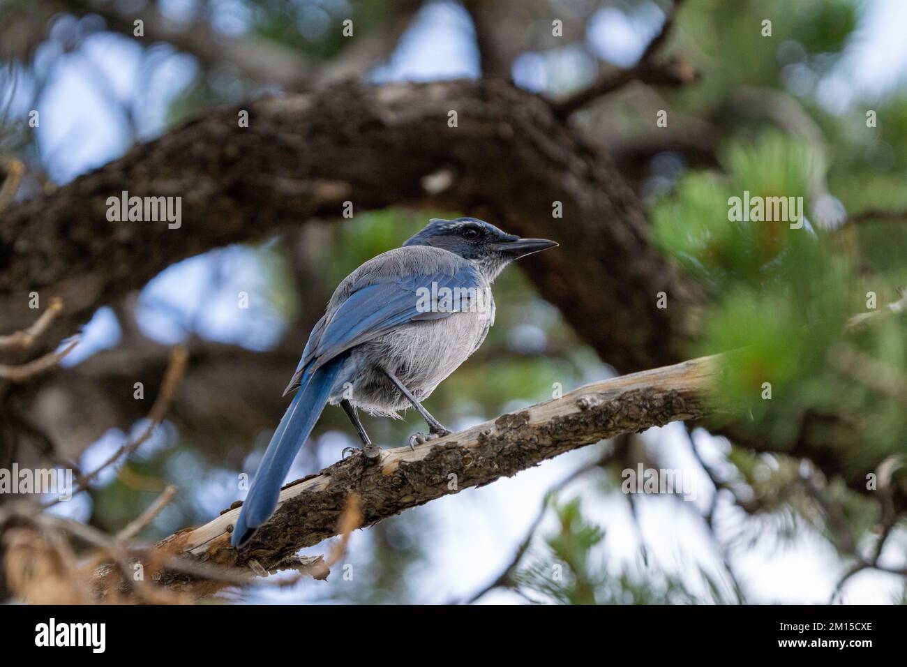California Scrub Jay up close sitting on a tree branch Stock Photo - Alamy