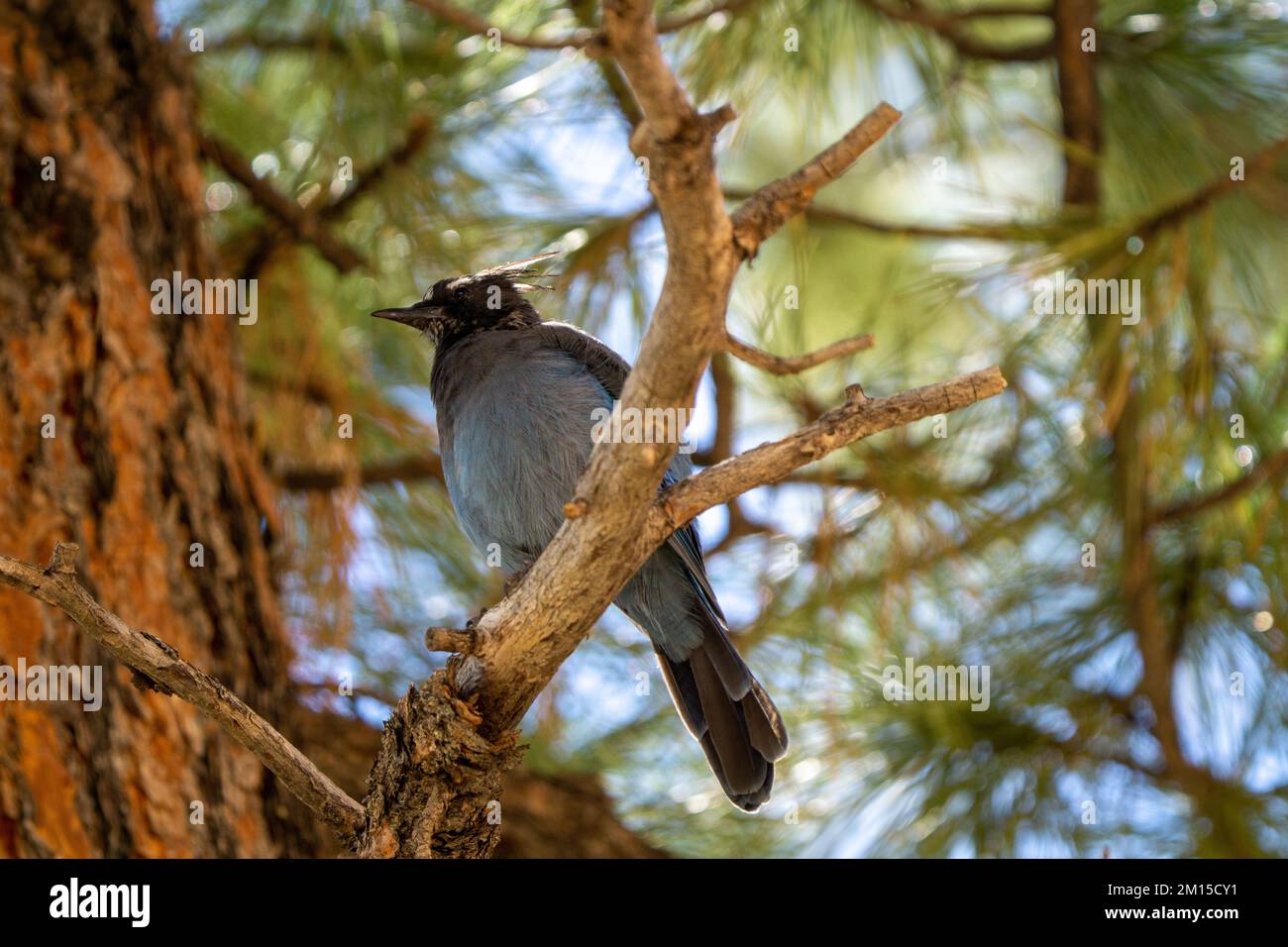 California Scrub Jay up close sitting on a tree branch Stock Photo - Alamy