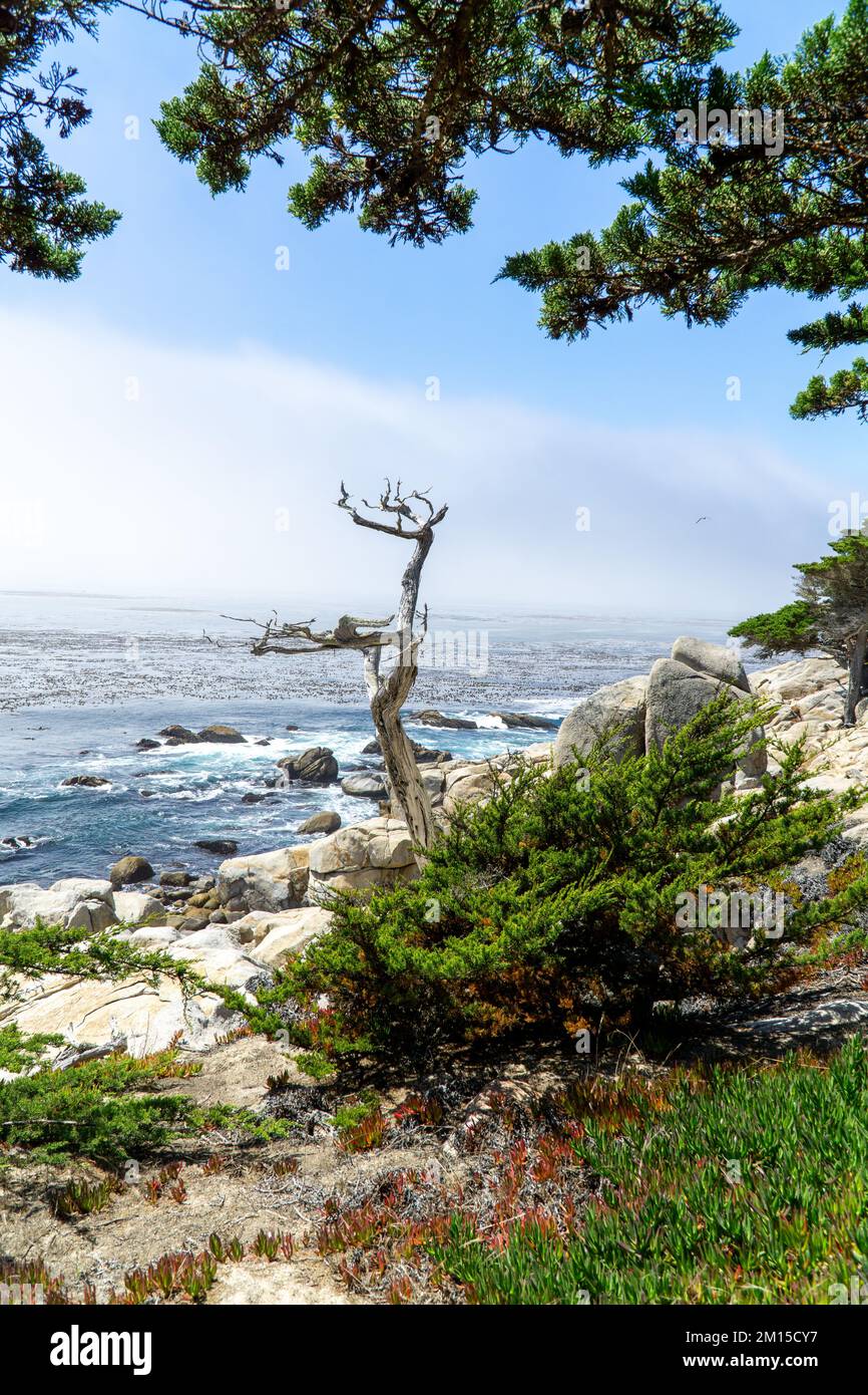 17 Mile Drive Pacific Coast Highway, California USA Stock Photo - Alamy