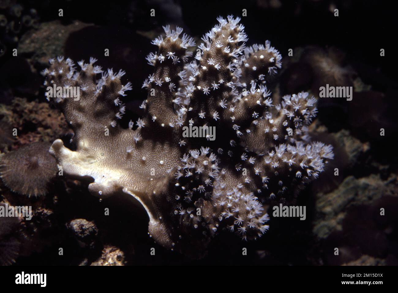 Lobophytum is a genus of soft corals commonly known as devil's hand ...