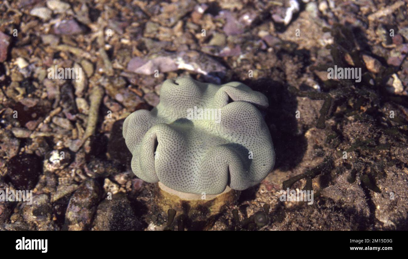 Coralli molli hi-res stock photography and images - Alamy