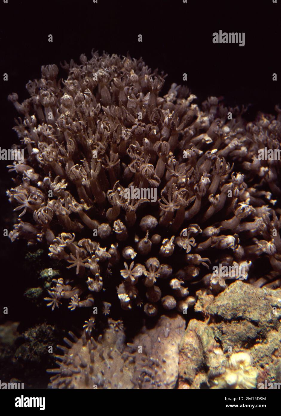 Clavularia is a genus of corals in the family Clavulariidae. They are ...