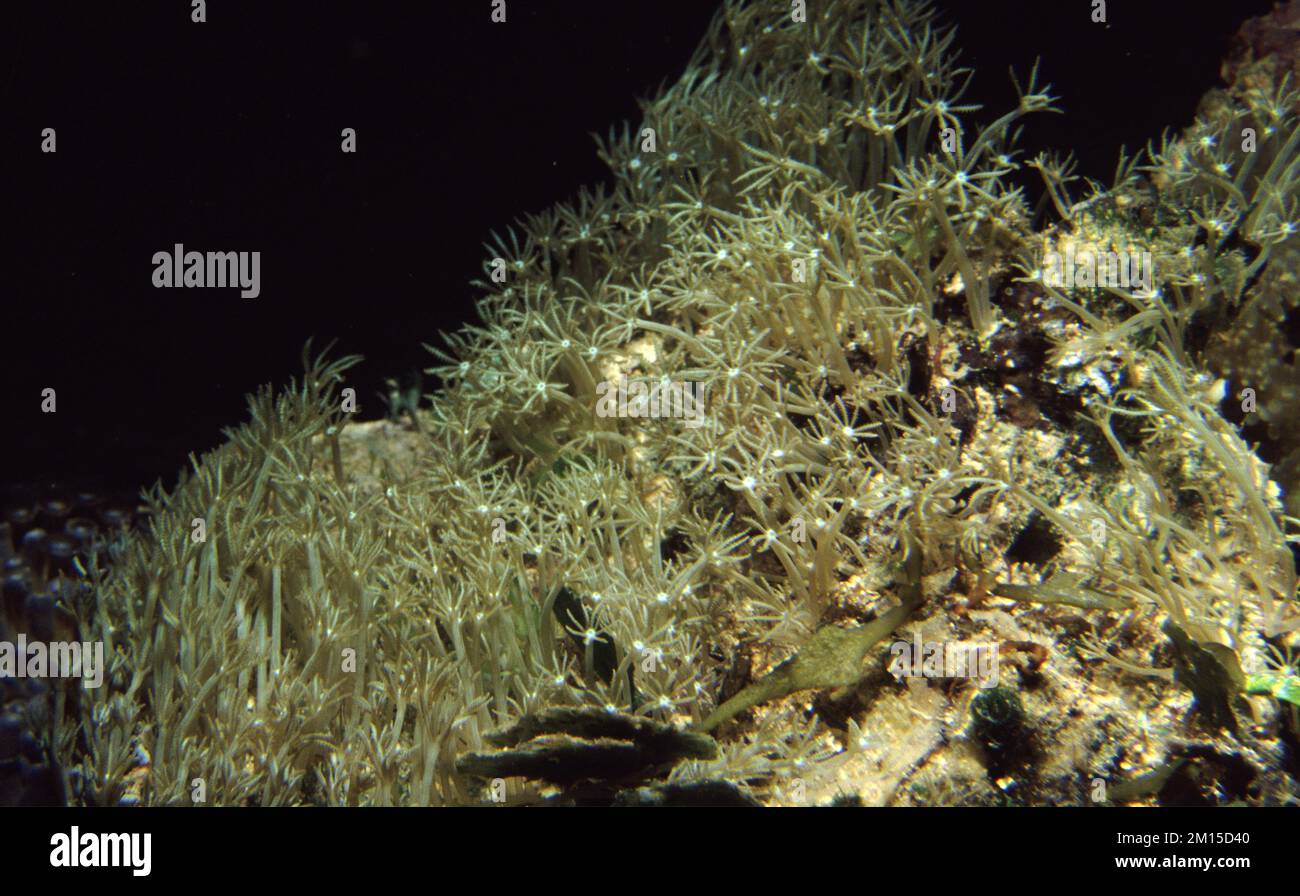Soft corals of the genus Anthelia, family Xeniidae Stock Photo - Alamy