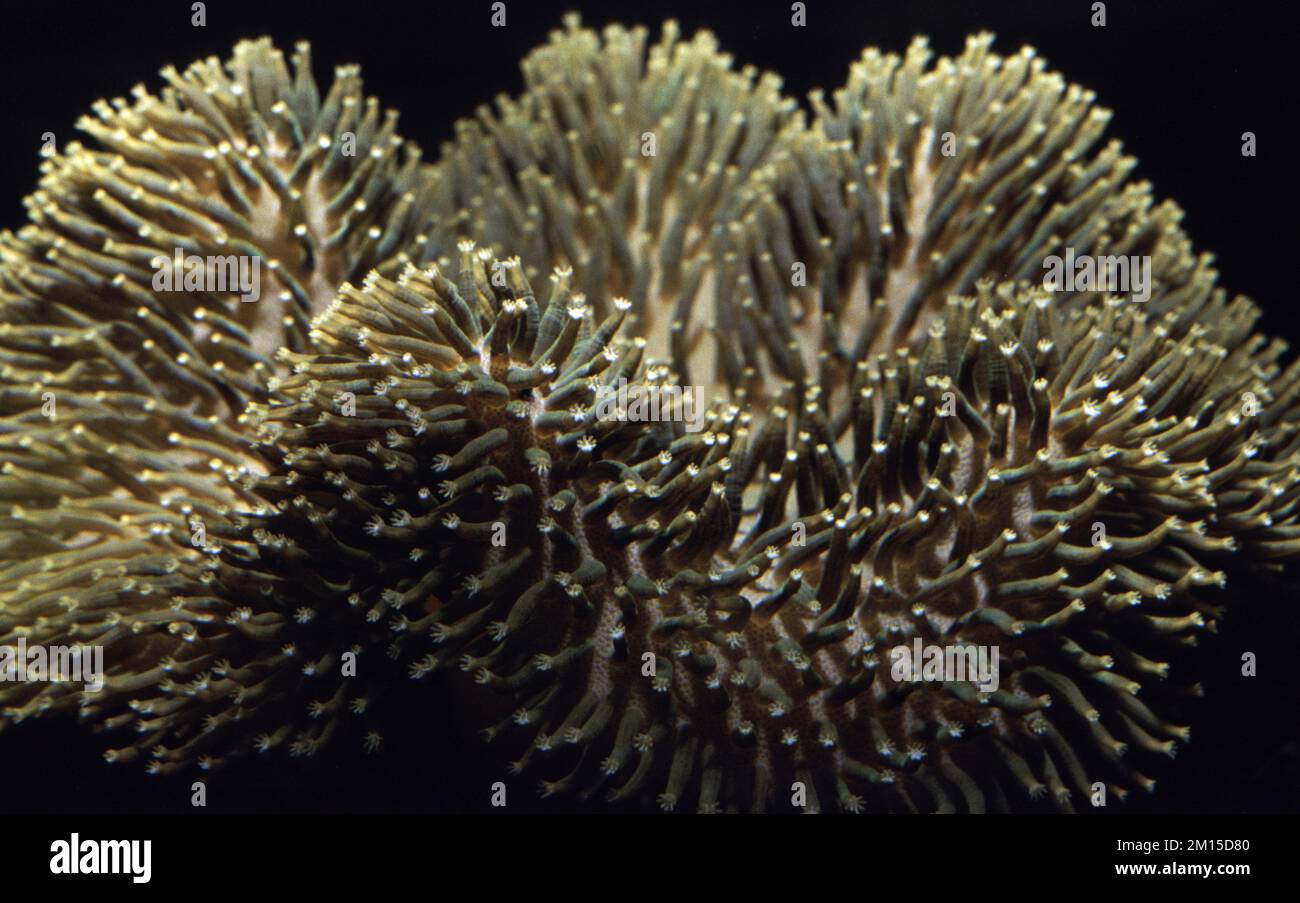 Sarcophyton glaucum, also known as toadstool leather coral or rough ...