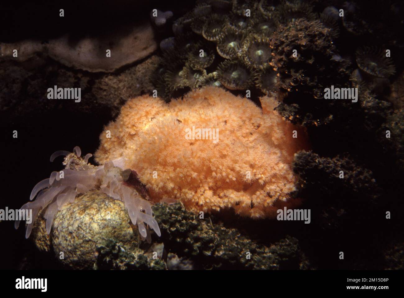 Scleronephthya sp. (Alcyonacea, Nephtheidae) with clearly visible ...