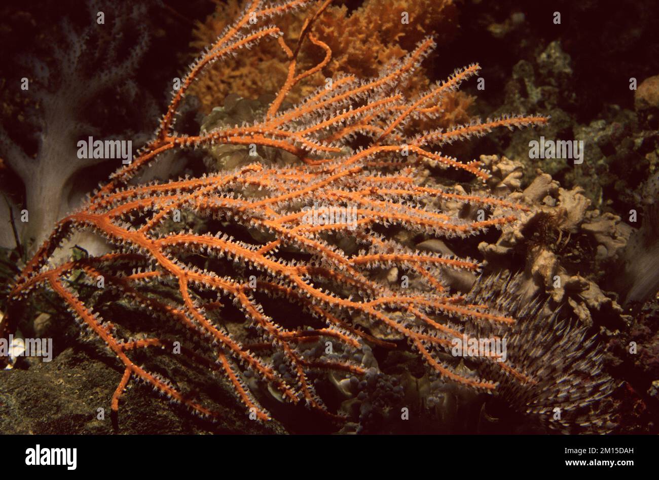 Gorgonian reef tank hi-res stock photography and images - Alamy