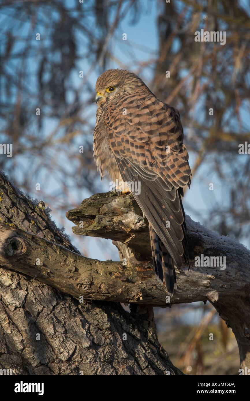 Female common kestrel kestrel hi-res stock photography and images - Alamy