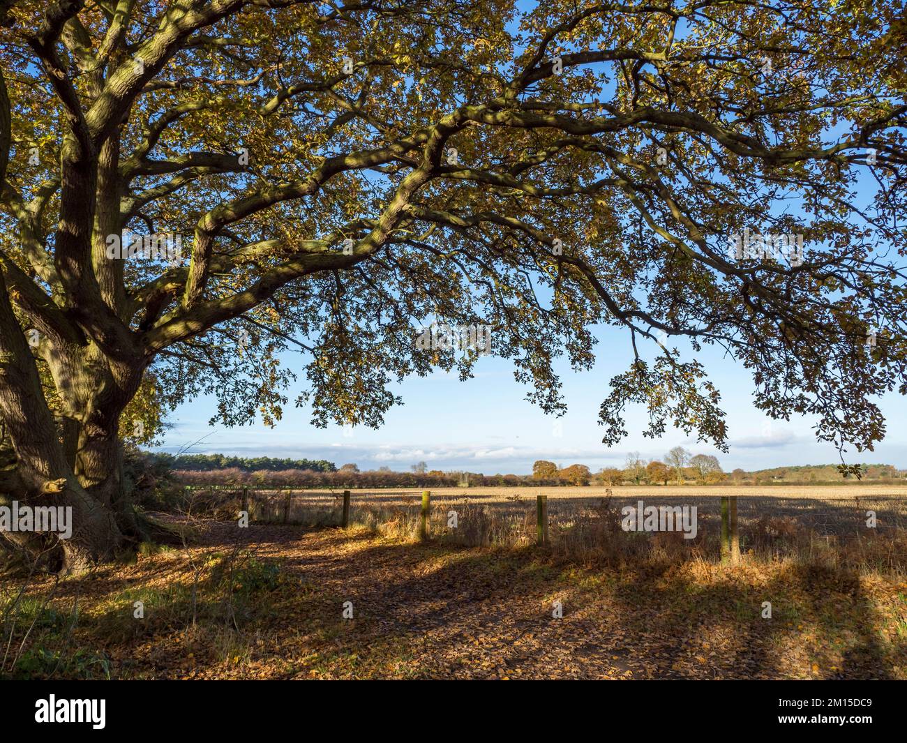 Overhanging branches of a beautiful oak tree with autumn foliage Stock ...