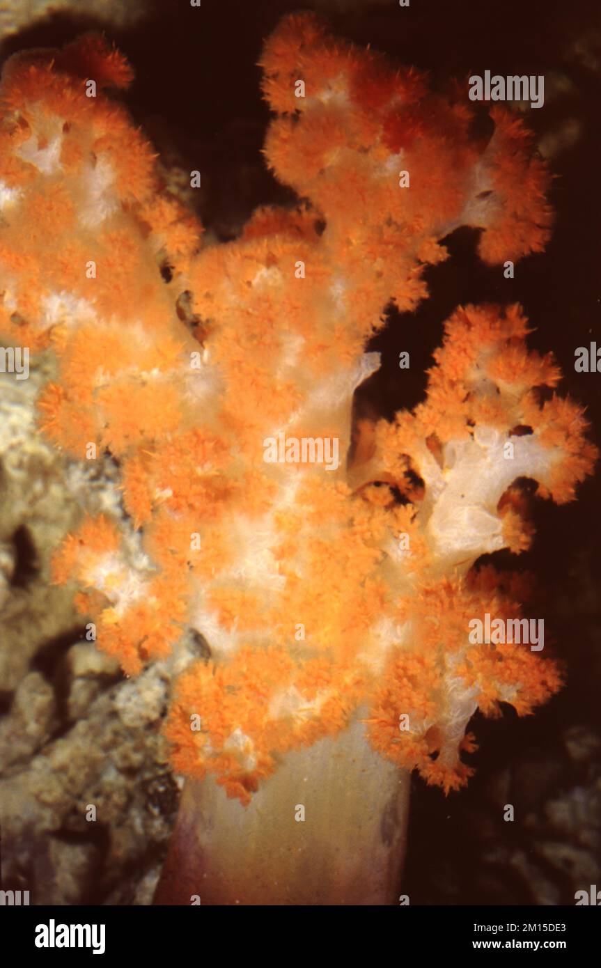 Nephtheidae hi-res stock photography and images - Alamy