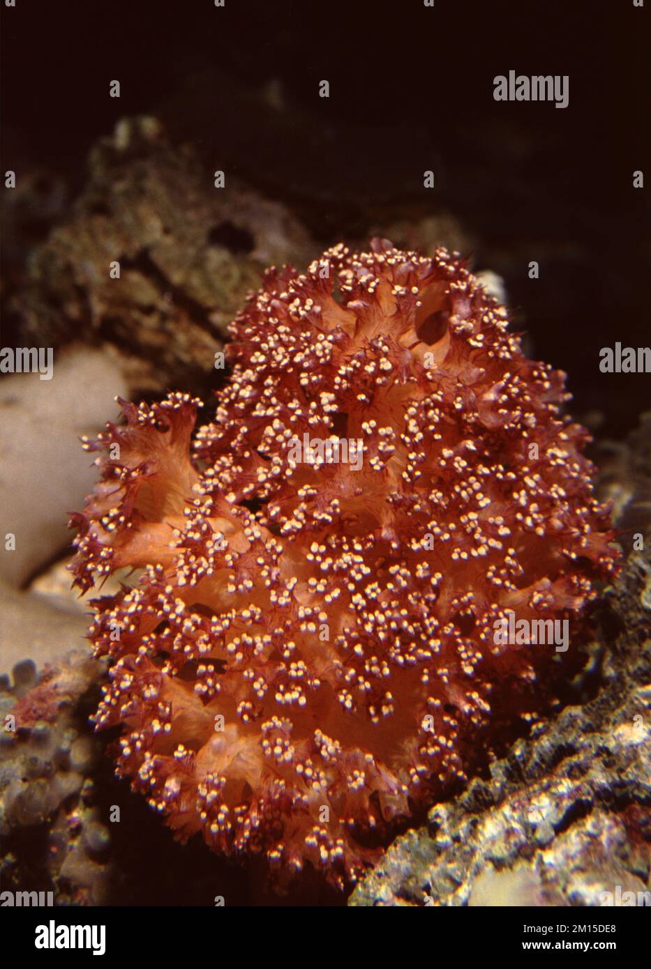 Scleronephthya is a genus of corals belonging to the family Nephtheidae ...