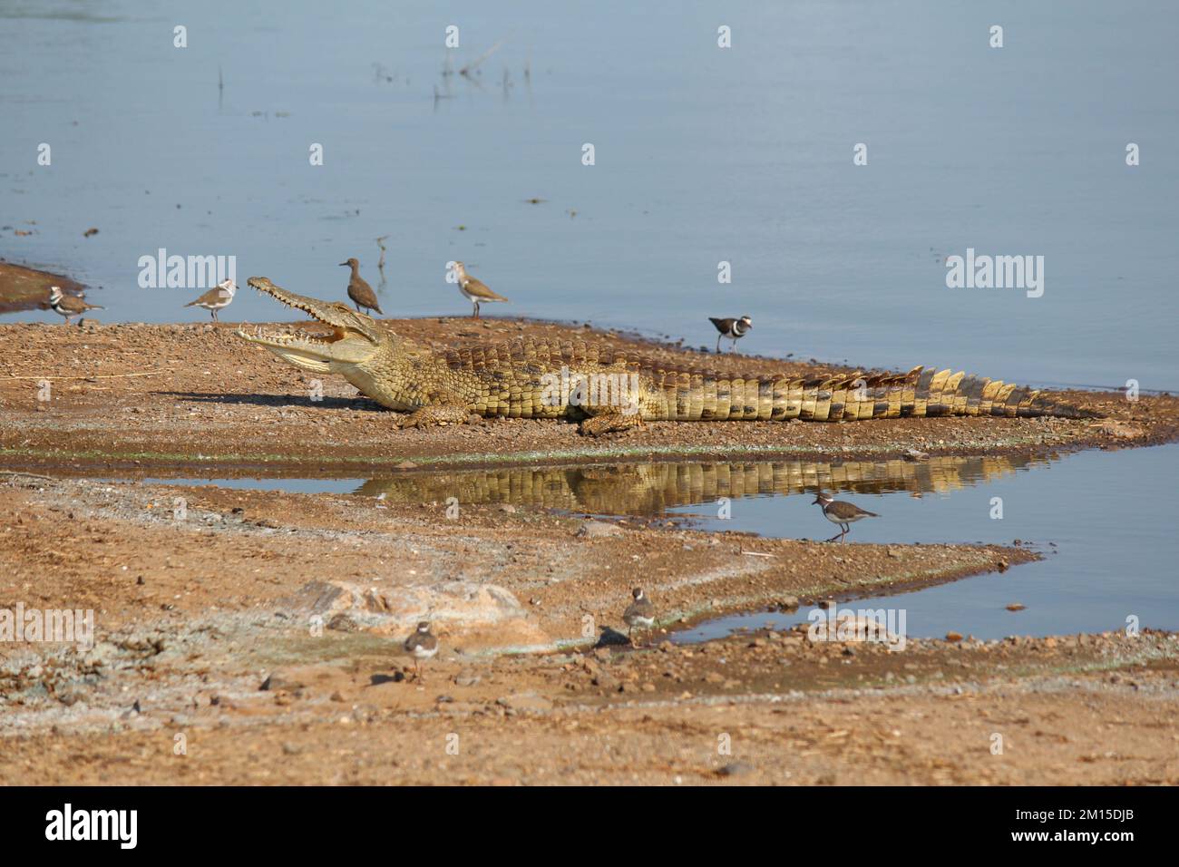 A crocodile (Crocodylidae) on the lakeside with an open mouth ...