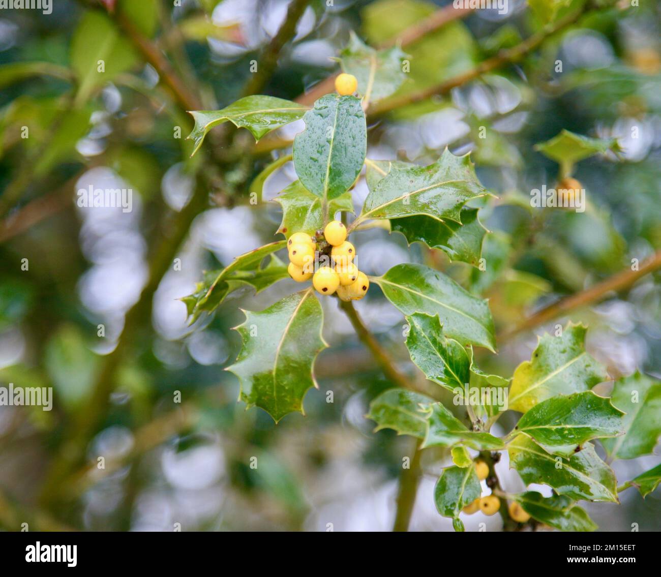 The Yellow-berried English Holly Bush in the British countryside Stock ...