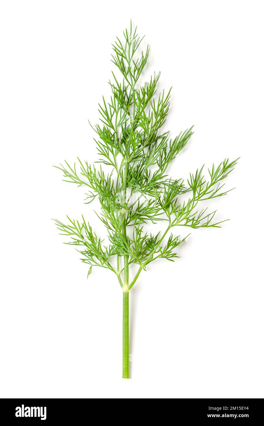 Spice stem hi-res stock photography and images - Alamy