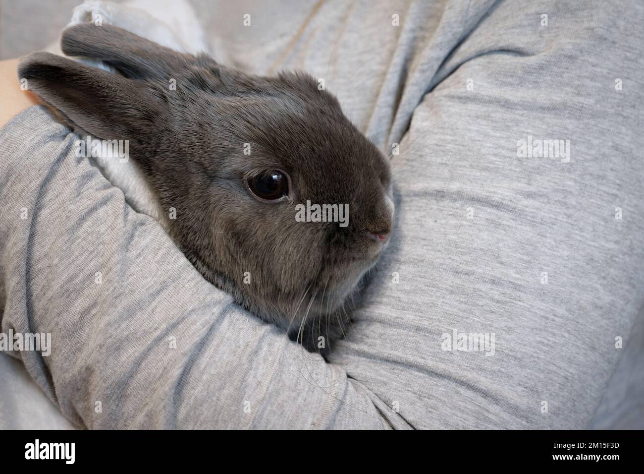 Cute domestic animal - pet. Small gray dwarf rabbit Stock Photo - Alamy
