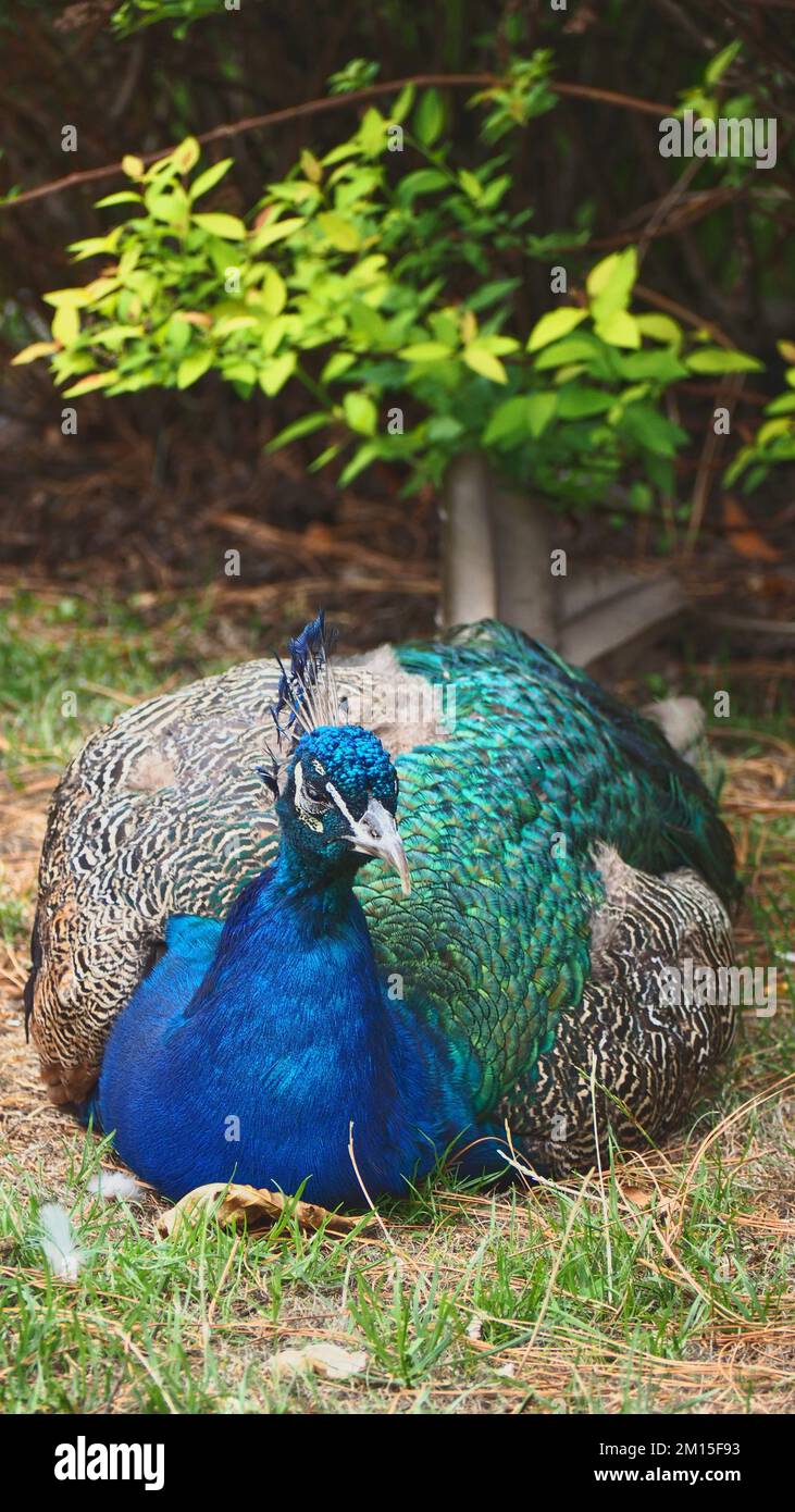 A vertical closeup shot of the beautiful sleeping peacock in the ...