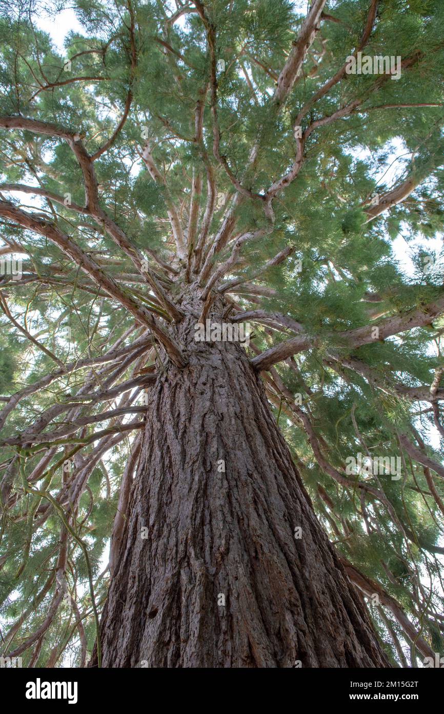 Giant Sequoias Tree (Sequoiadendron giganteum) or Sierran redwood growing in the park Stock ...
