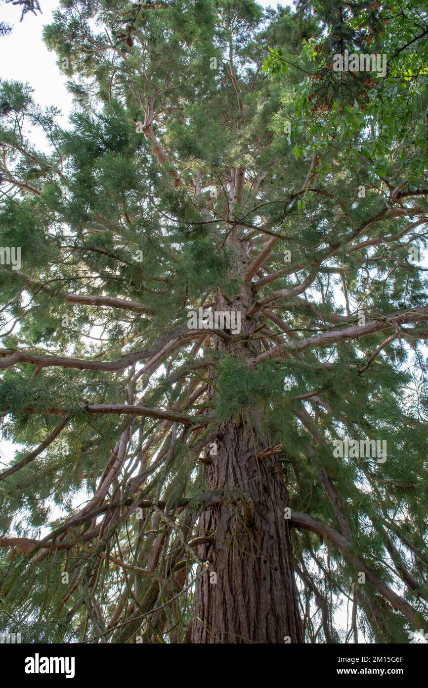 Giant Sequoias Tree (Sequoiadendron giganteum) or Sierran redwood growing in the park Stock ...