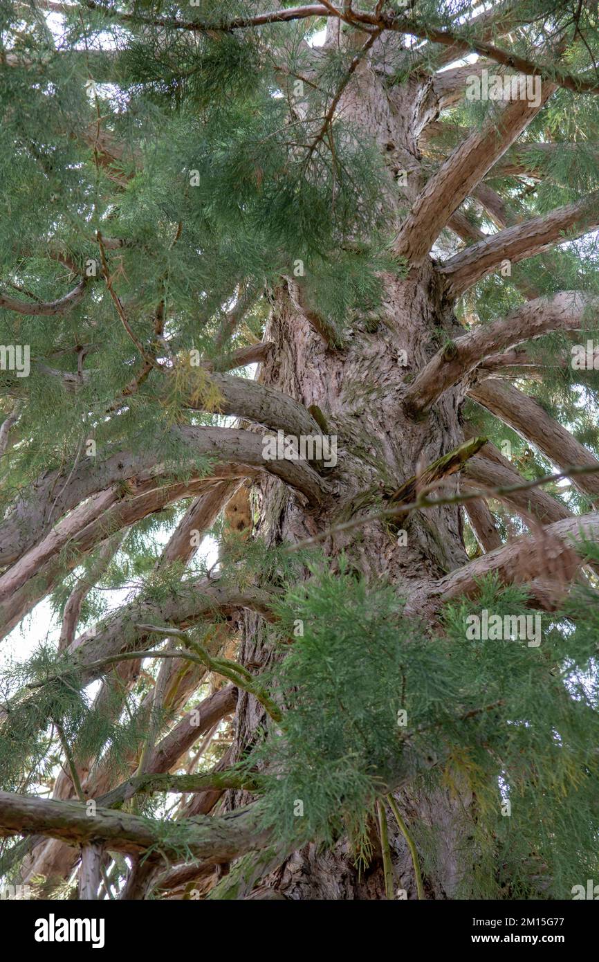 Giant Sequoias Tree (Sequoiadendron giganteum) or Sierran redwood ...