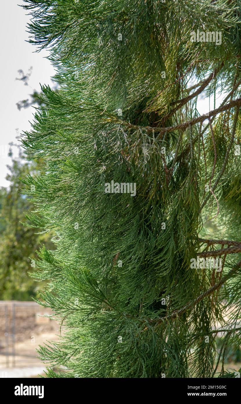 Giant sequoia green leaves and branches. Sequoiadendron giganteum or ...