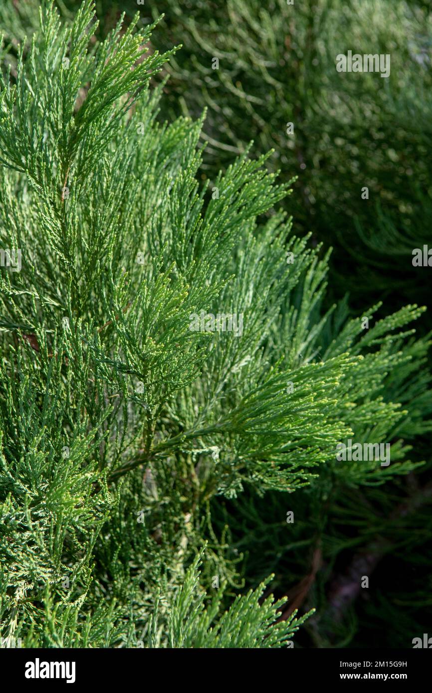 Giant sequoia green leaves and branches. Sequoiadendron giganteum or ...