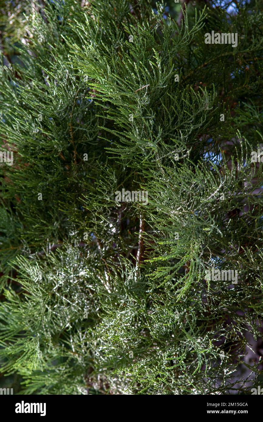 Giant sequoia green leaves and branches. Sequoiadendron giganteum or ...