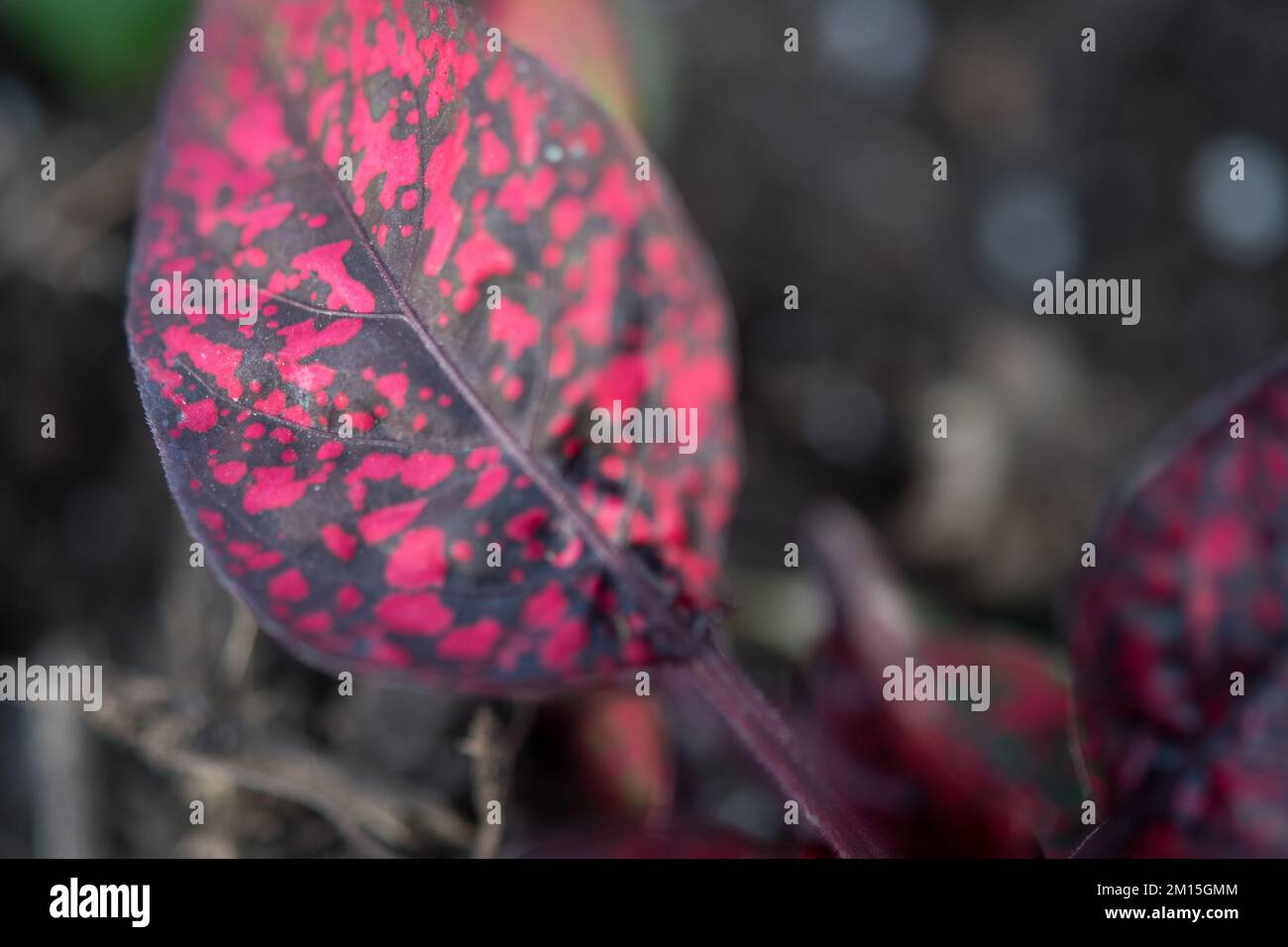 Spotted plant hi-res stock photography and images - Alamy