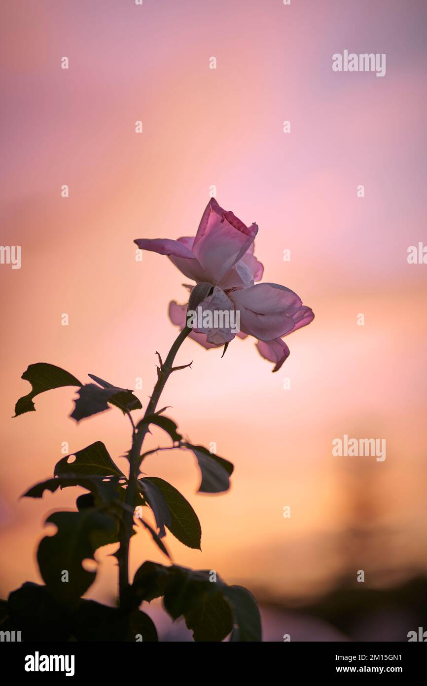 A vertical shot of a wilting pink rose against a sunset background ...